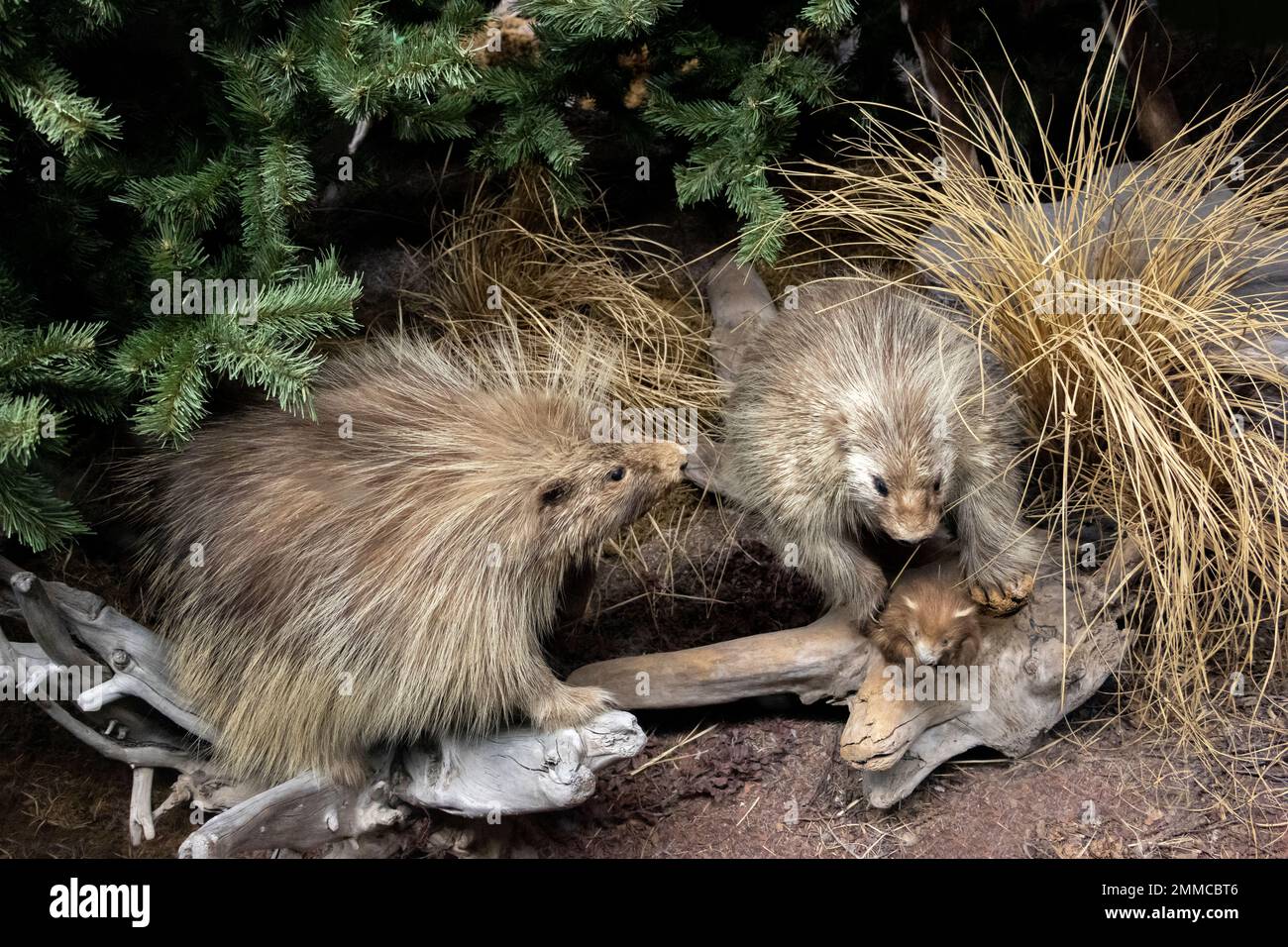 family of porcupines Stock Photo - Alamy