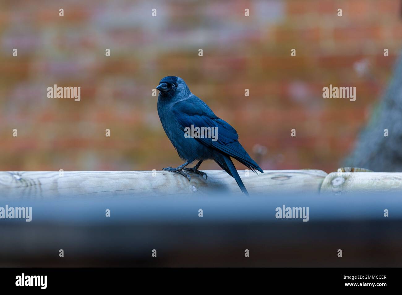 Aves or birds hi-res stock photography and images - Alamy
