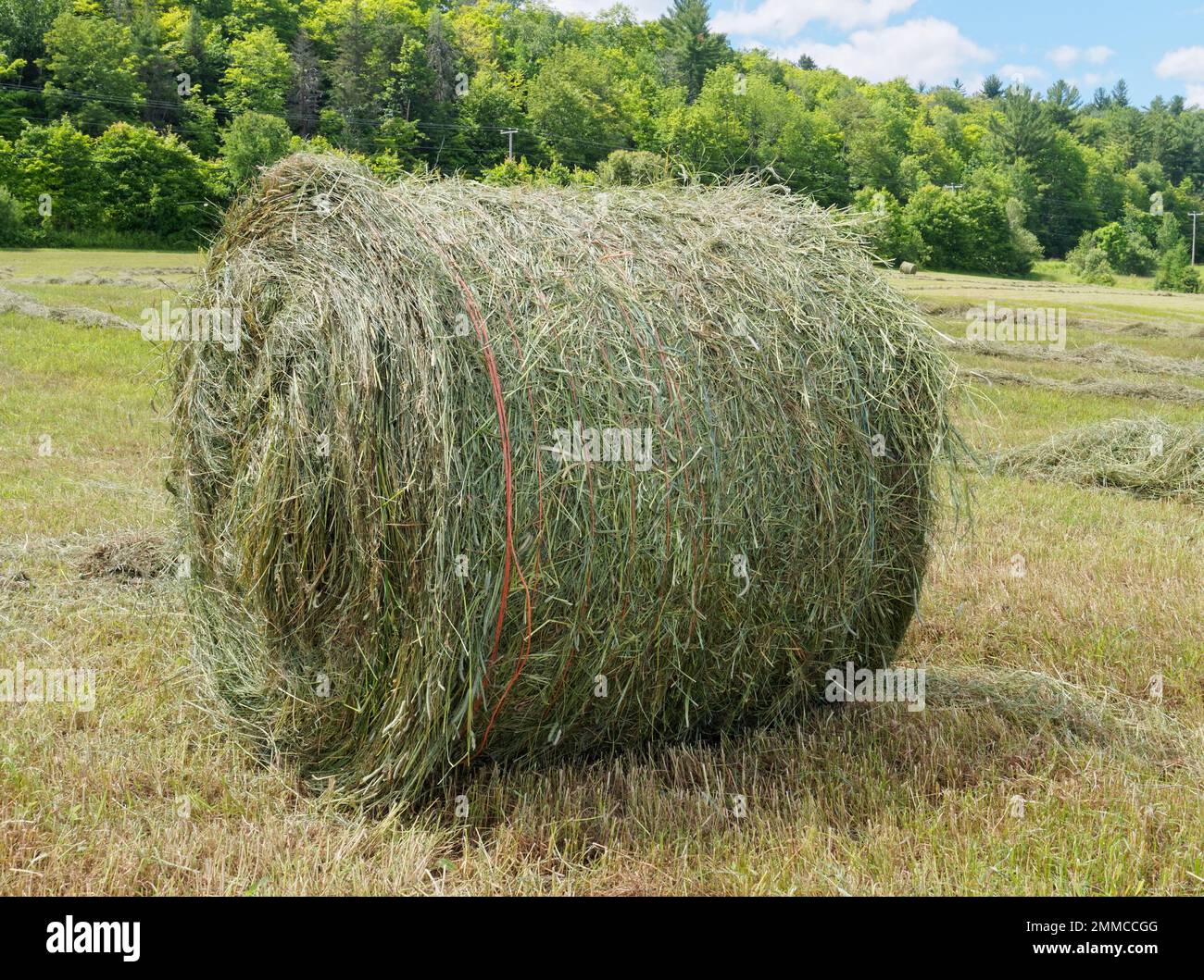 Round bale of hay in a field. Quebec,Canada Stock Photo - Alamy