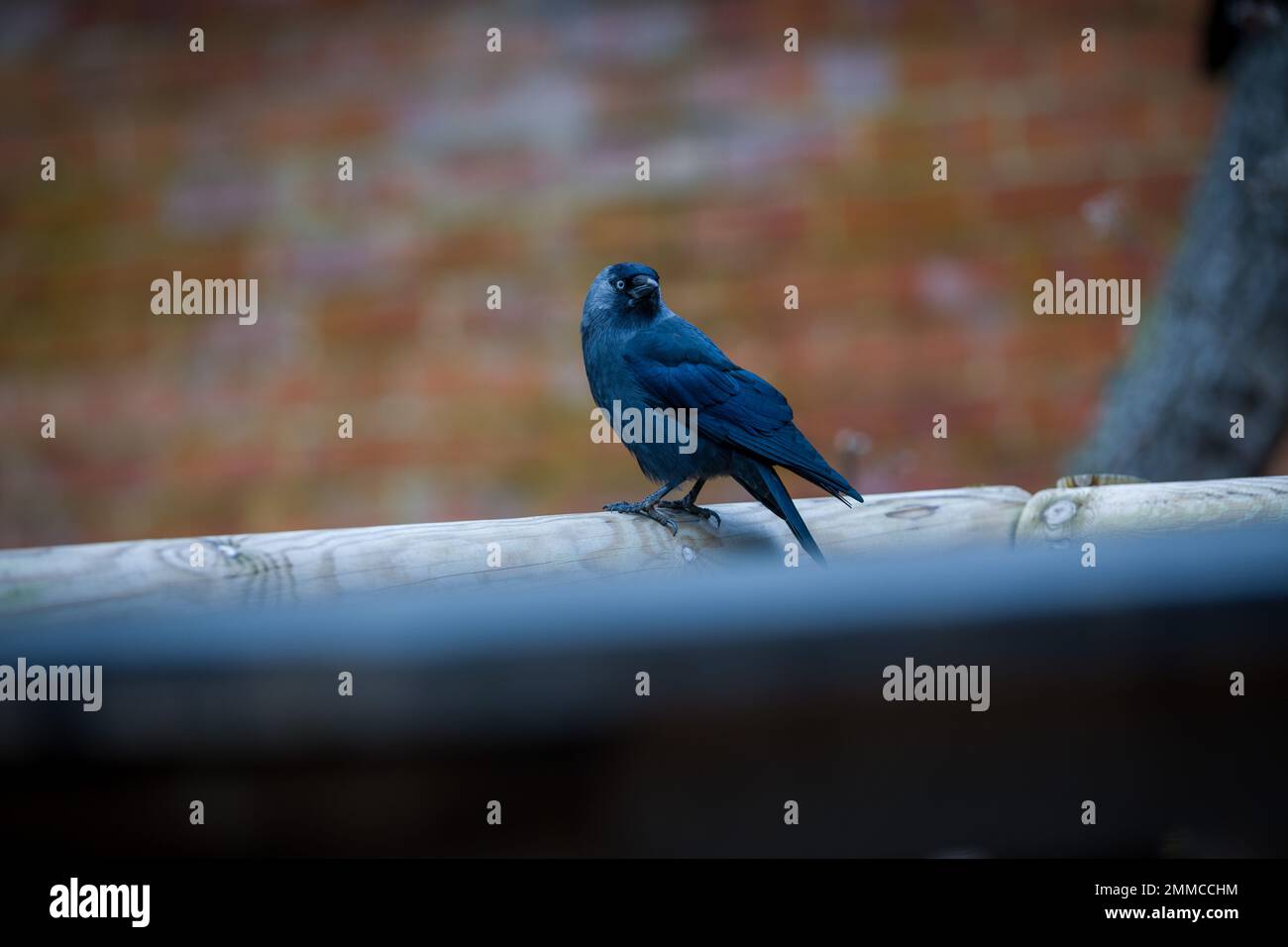 United kingdom garden birds hi-res stock photography and images - Alamy