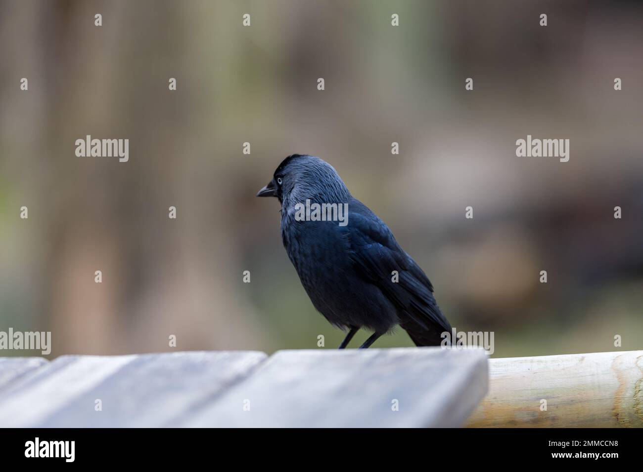 UK Birds in Spring Stock Photo - Alamy