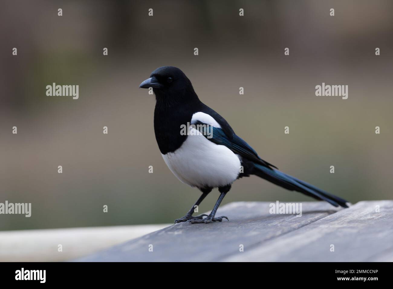 UK Birds in Spring Stock Photo - Alamy