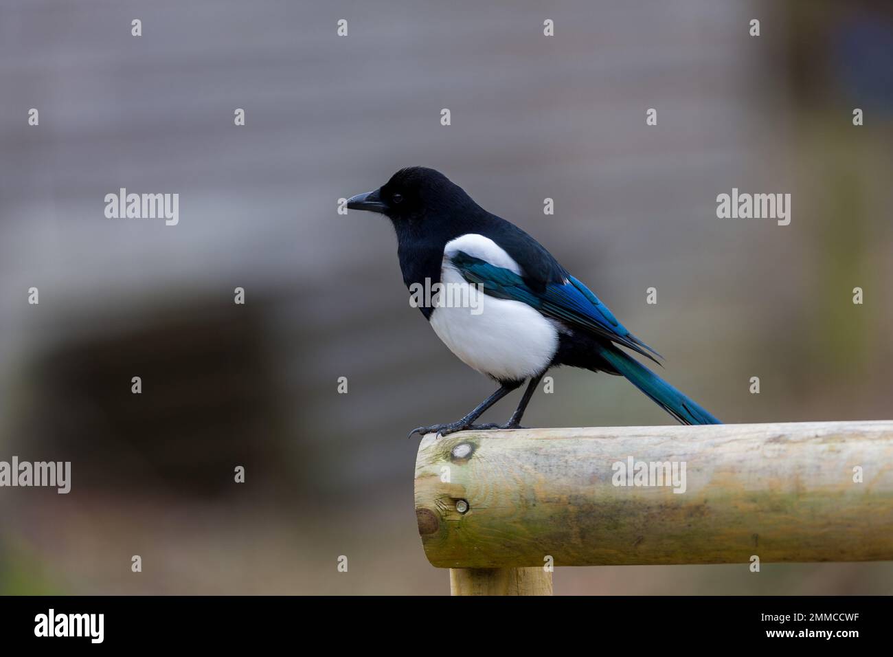 Jackdaw birds eggs hi-res stock photography and images - Alamy