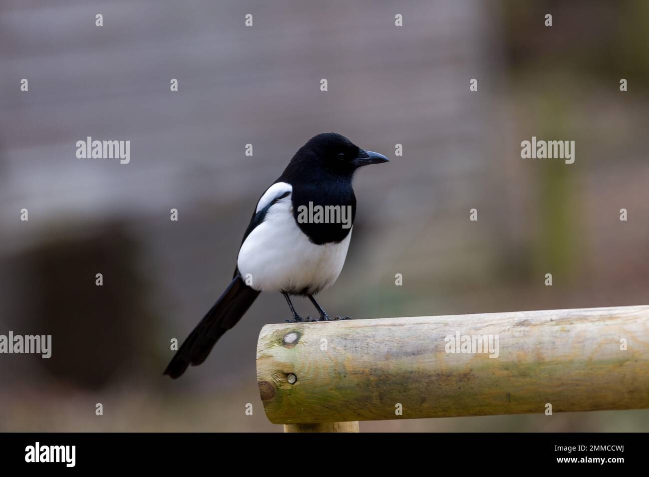 Aves or birds hi-res stock photography and images - Alamy