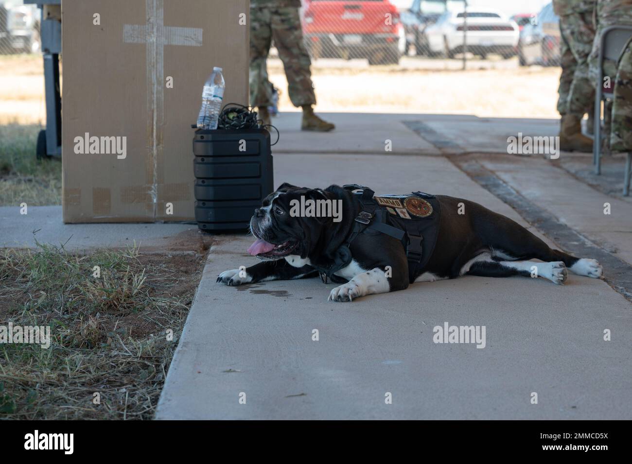Lola, a 355th Wing Chaplain’s moral dog, lays in the shade during a ...