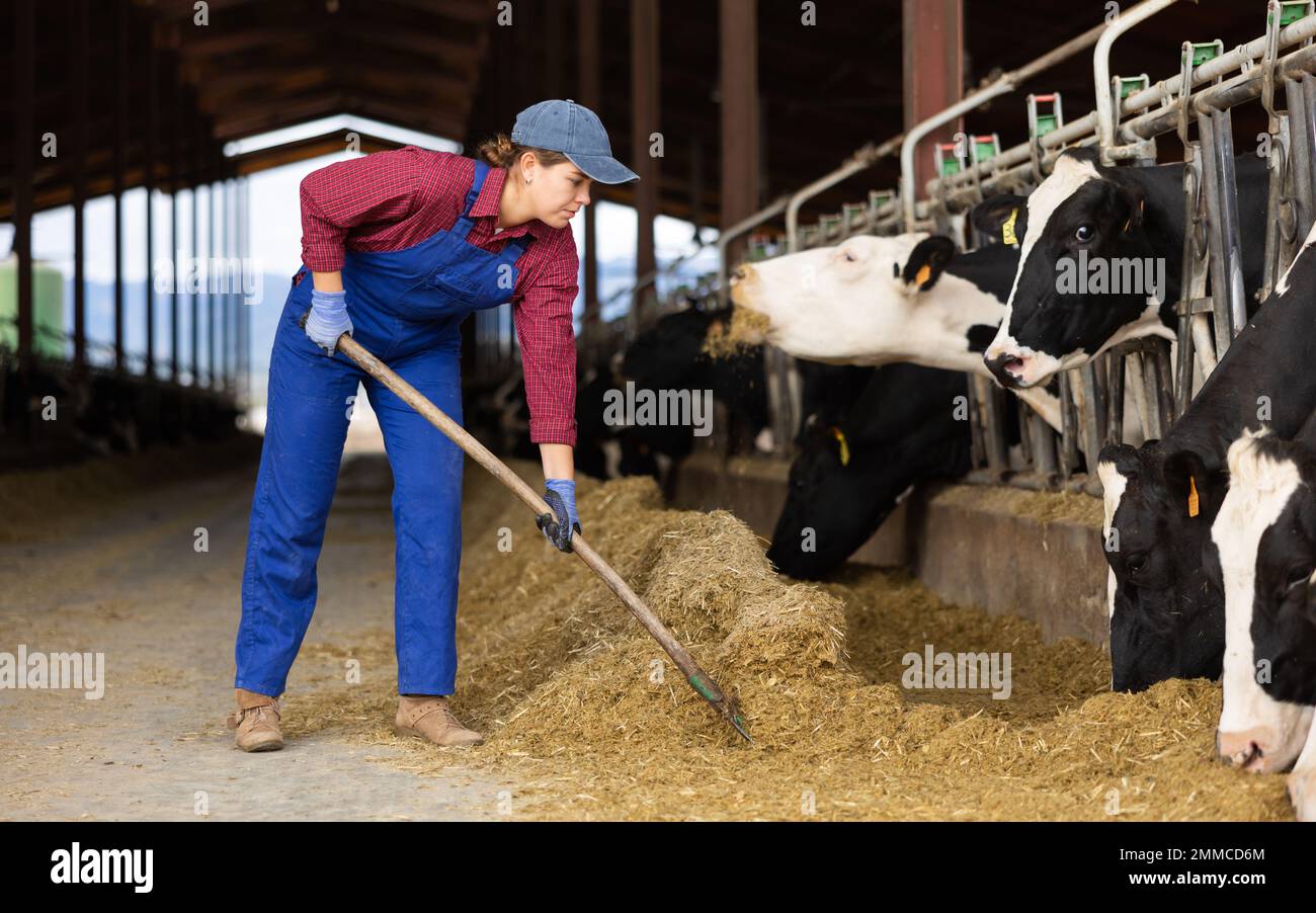 Focused European female farmer in overalls arranging hay and feeding ...