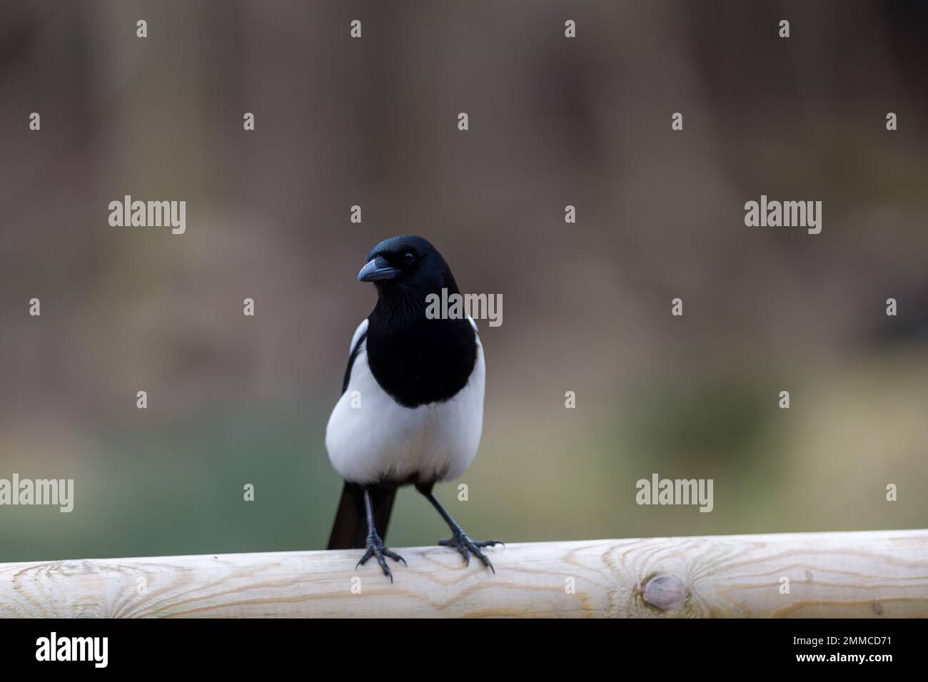 UK Birds in Spring Stock Photo - Alamy