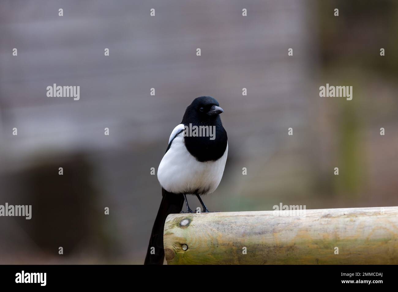 UK Birds in Spring Stock Photo - Alamy
