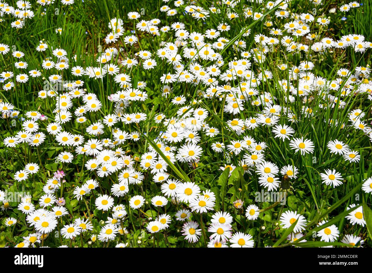 Daisies in the green grass in the field Stock Photo - Alamy