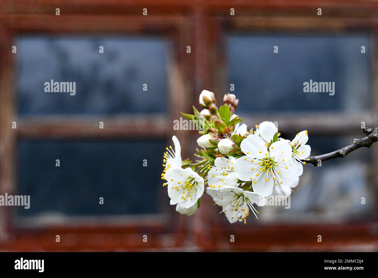 White cherry blossom in spring in front of an old window Stock Photo ...