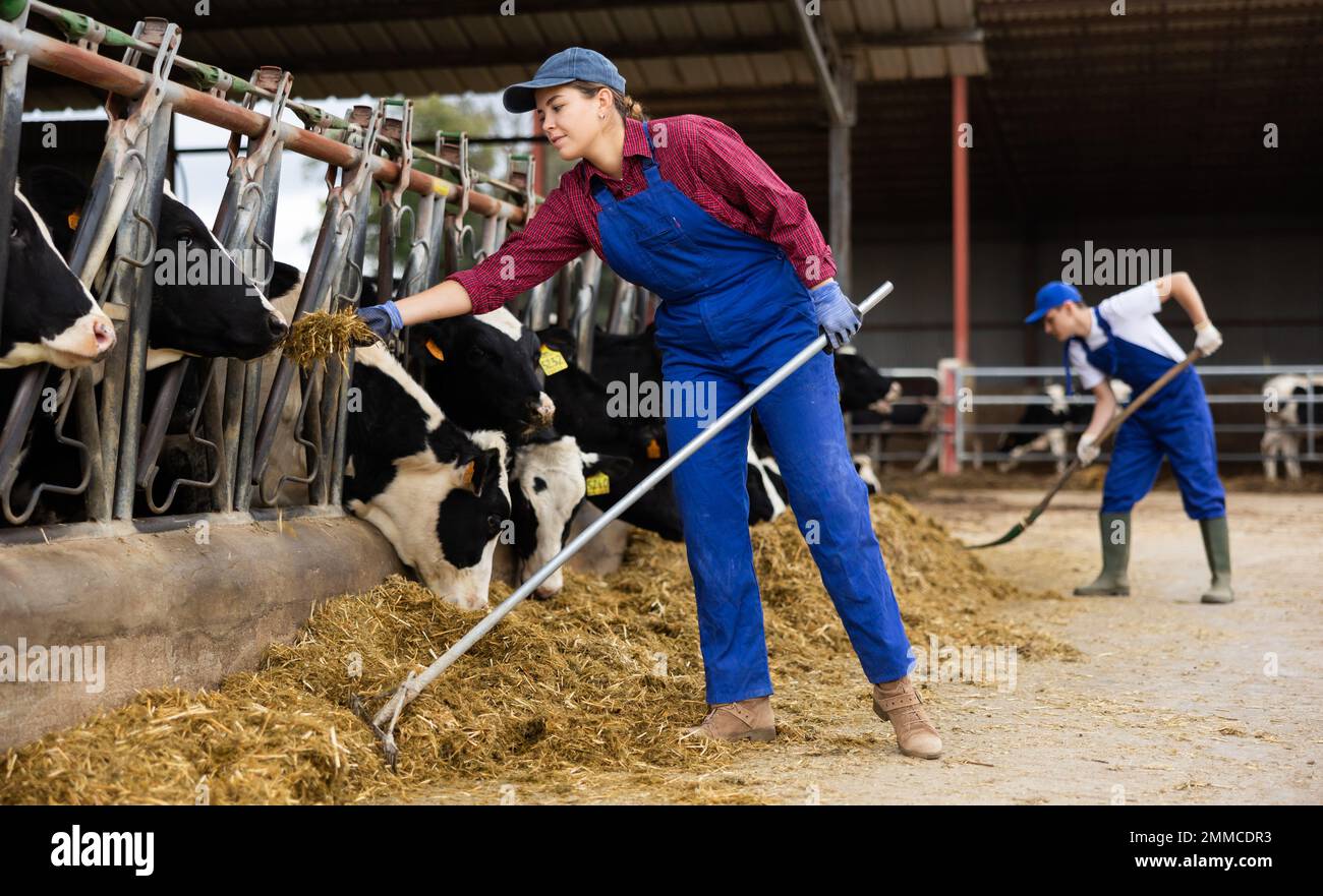 Focused European female farmer in overalls arranging hay and feeding ...