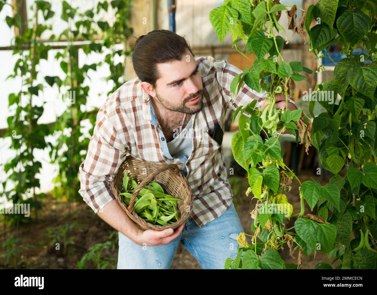 Male holding armful of broad beans Stock Photo - Alamy
