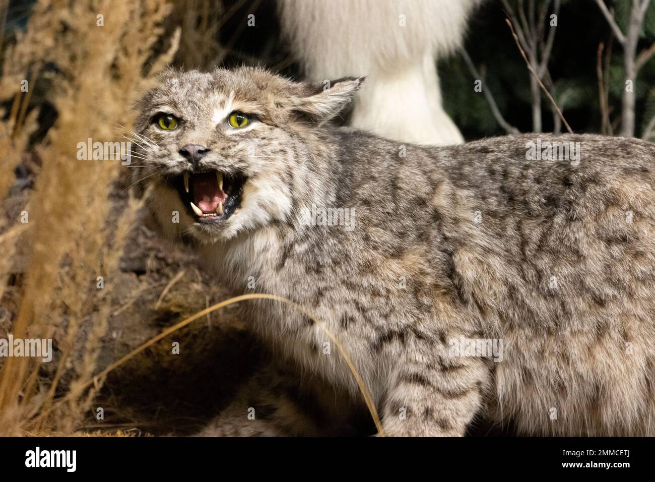 Lynx taxidermy museum hi-res stock photography and images - Alamy