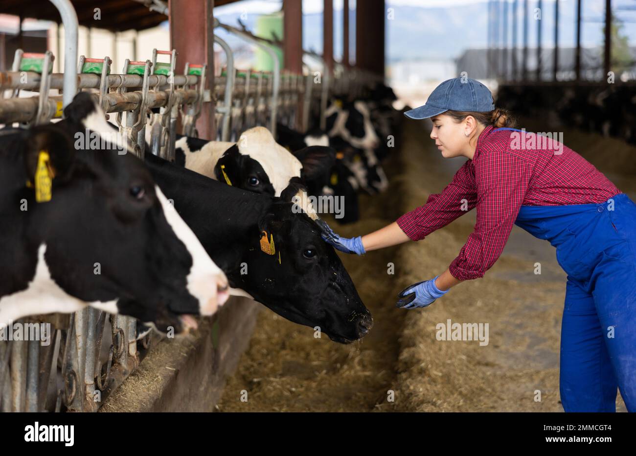 Young woman farmer gives feed to cows on farm Stock Photo - Alamy