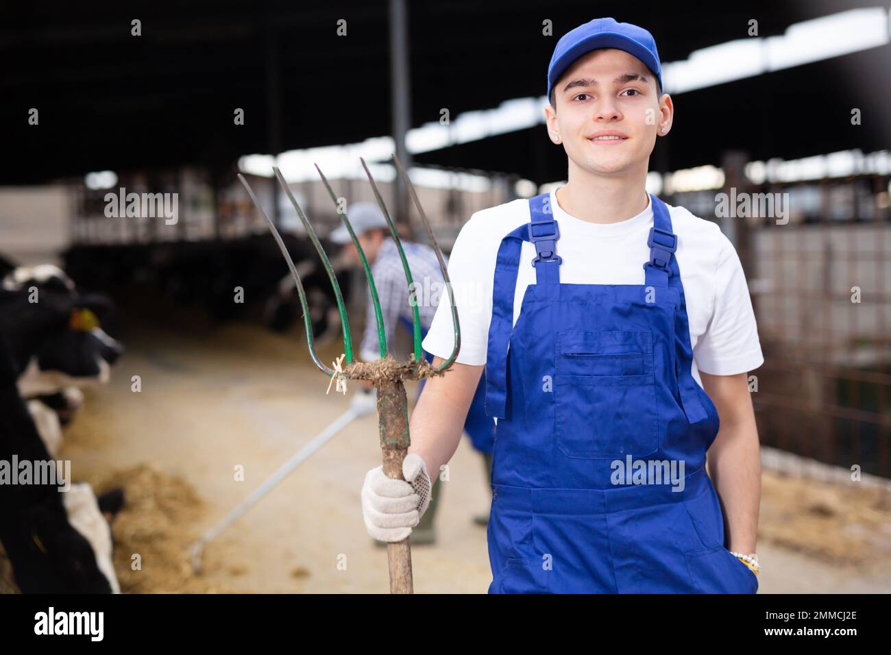 Young boy farmer posing while feeding cows at farm Stock Photo - Alamy