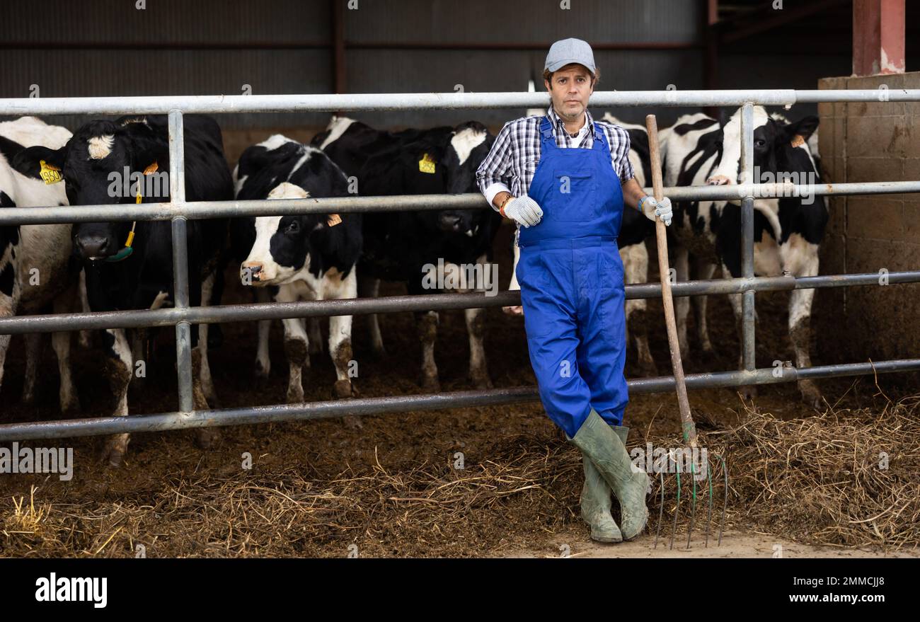 Confident middle-aged owner of farm standing with rake during ...