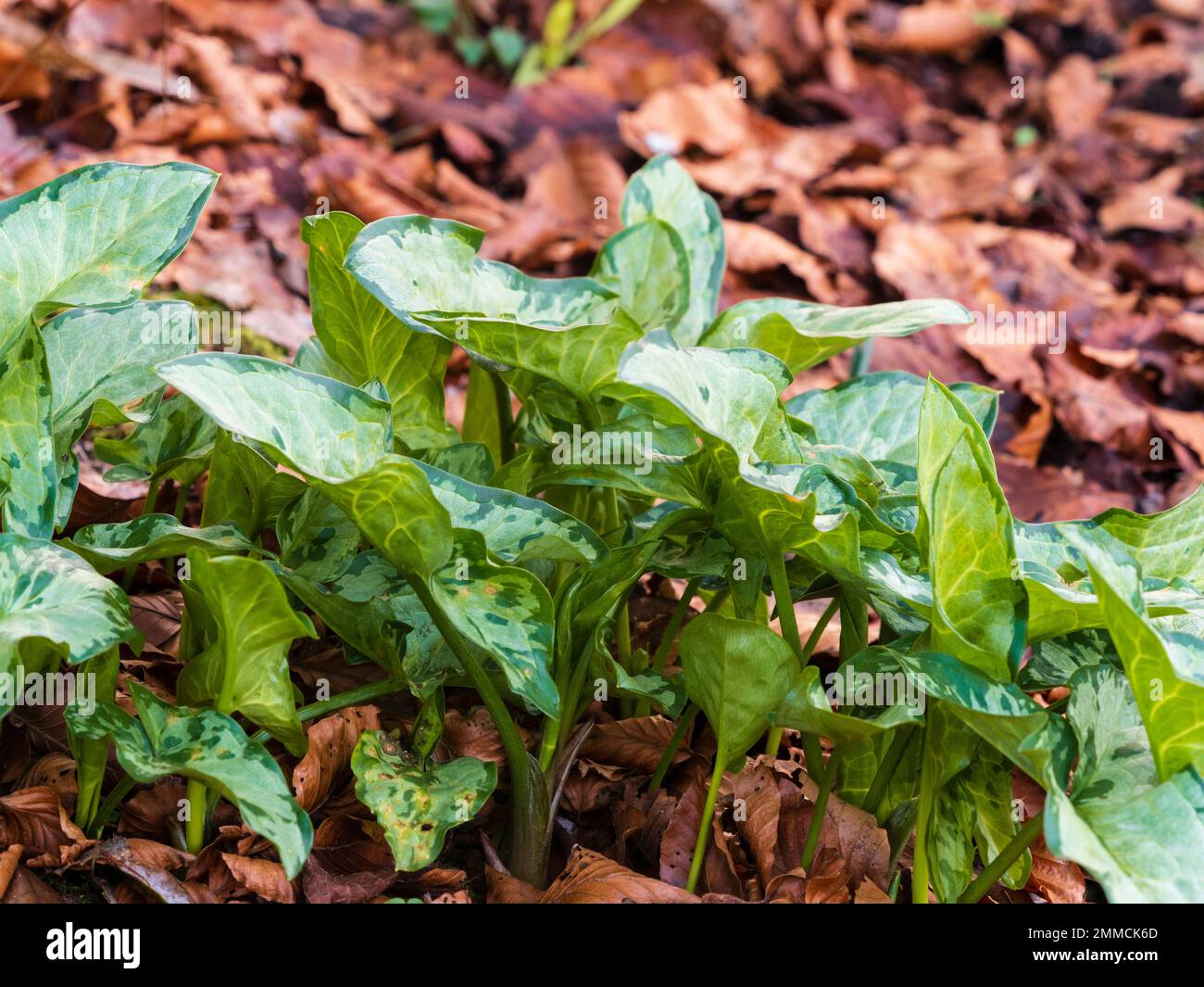 Arum leaves hi-res stock photography and images - Alamy