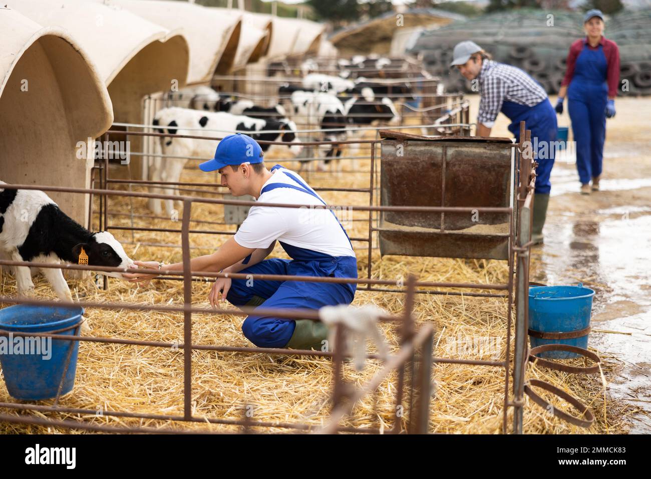 Male farmer taking care of calves at cow farm Stock Photo - Alamy