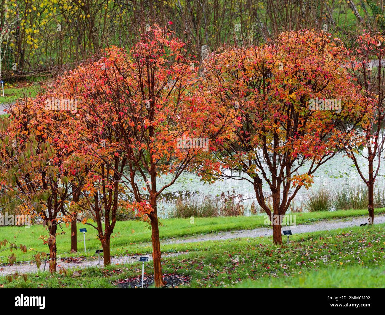 Copper autumn foliage and decorative bark in the small grove of Acer ...
