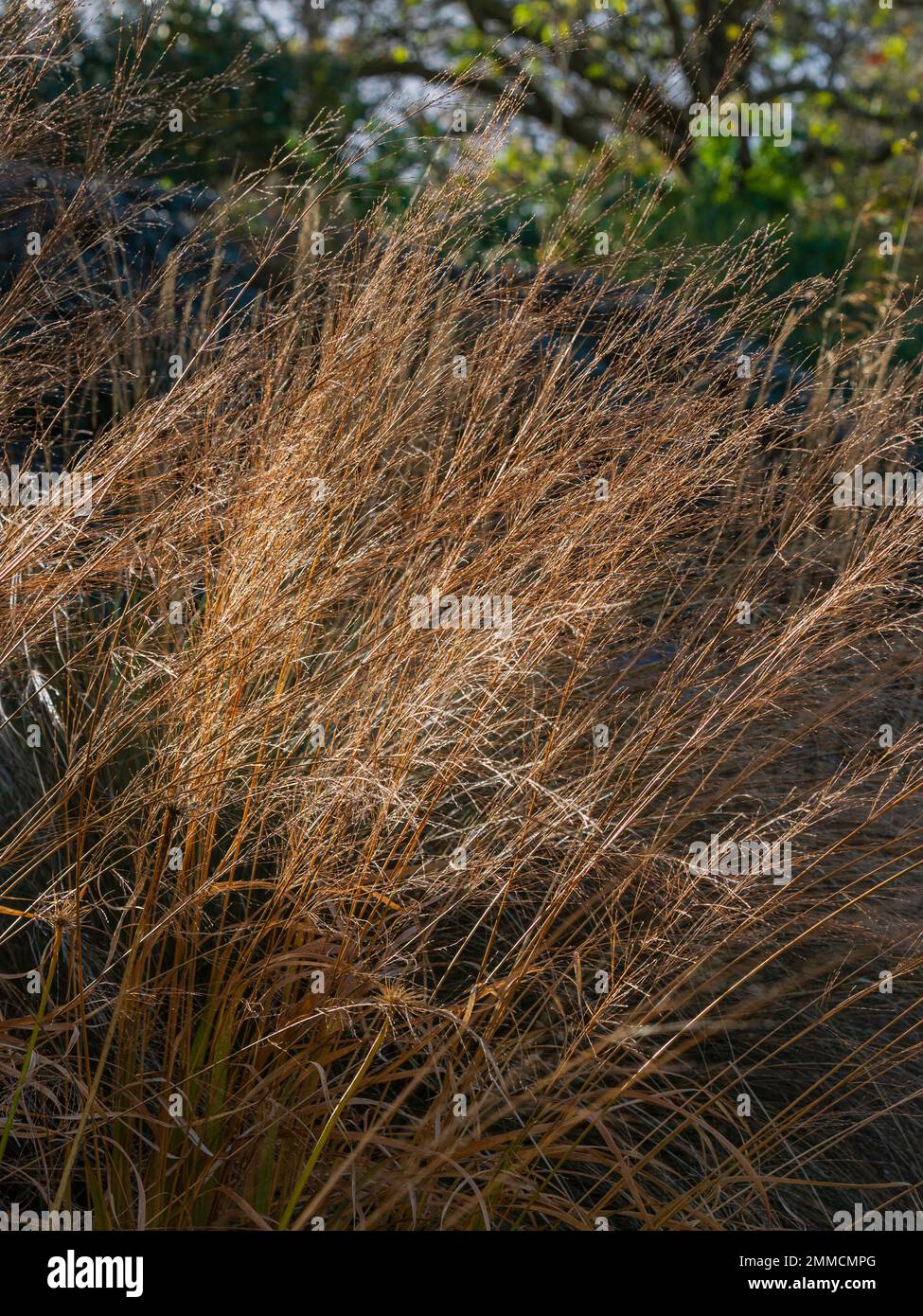 Flower stems hi-res stock photography and images - Alamy