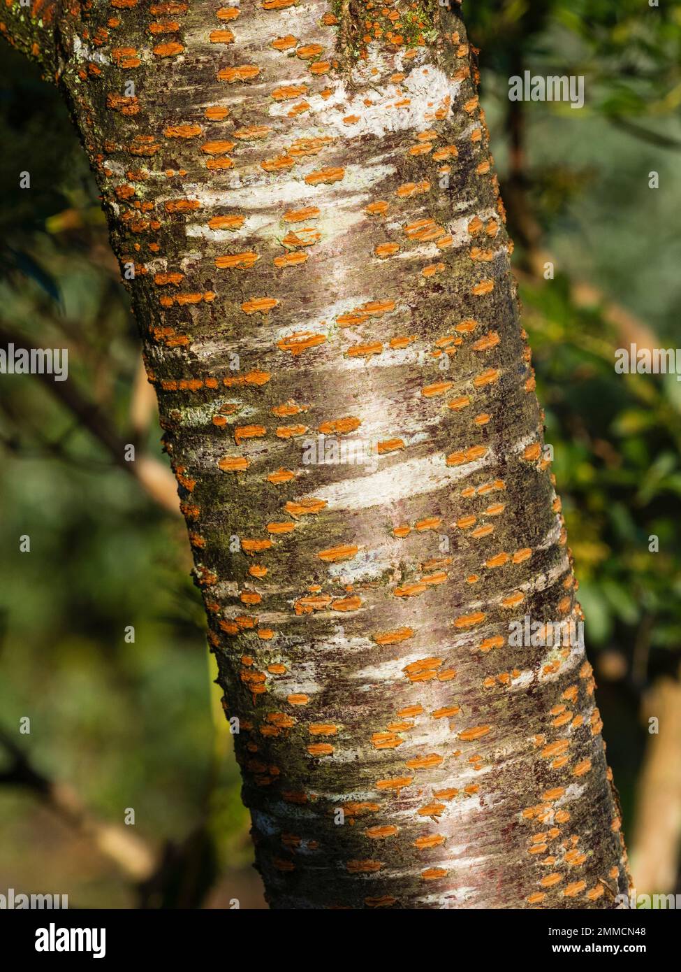 Orange, silver and brown striated bark of Prunus 'Tai Haku', the ...