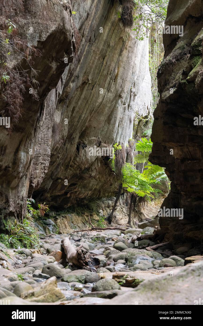 Australian Tree Ferns growing in a narrow rock canyon in Carnarvon ...