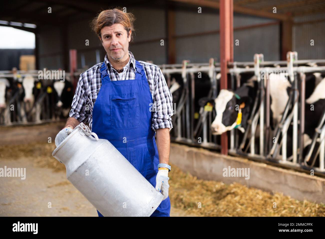 Skilled middle-aged male farmer carrying milk churn near stall with ...