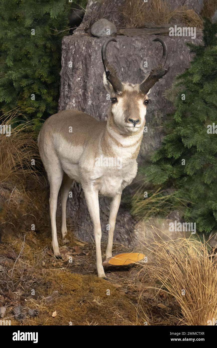 Antelope taxidermy hi-res stock photography and images - Alamy