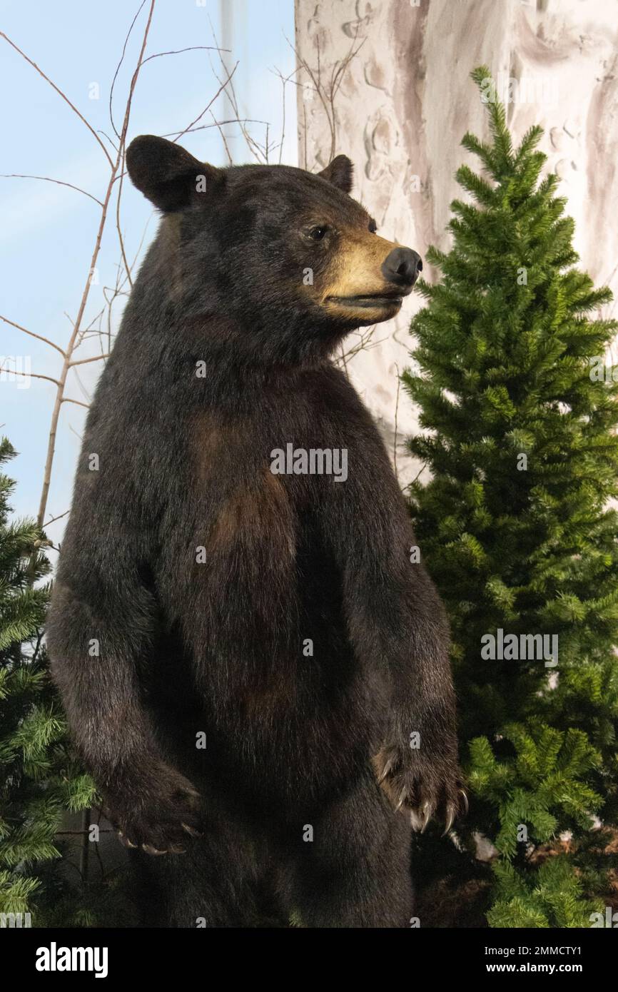 Bear standing up hi-res stock photography and images - Alamy