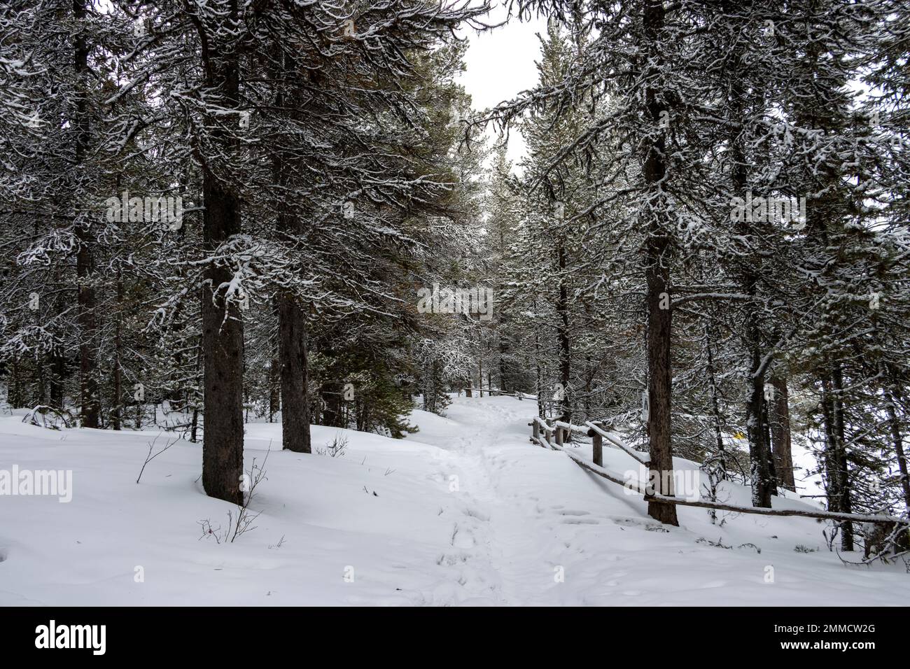 Pathway through snow hi-res stock photography and images - Alamy