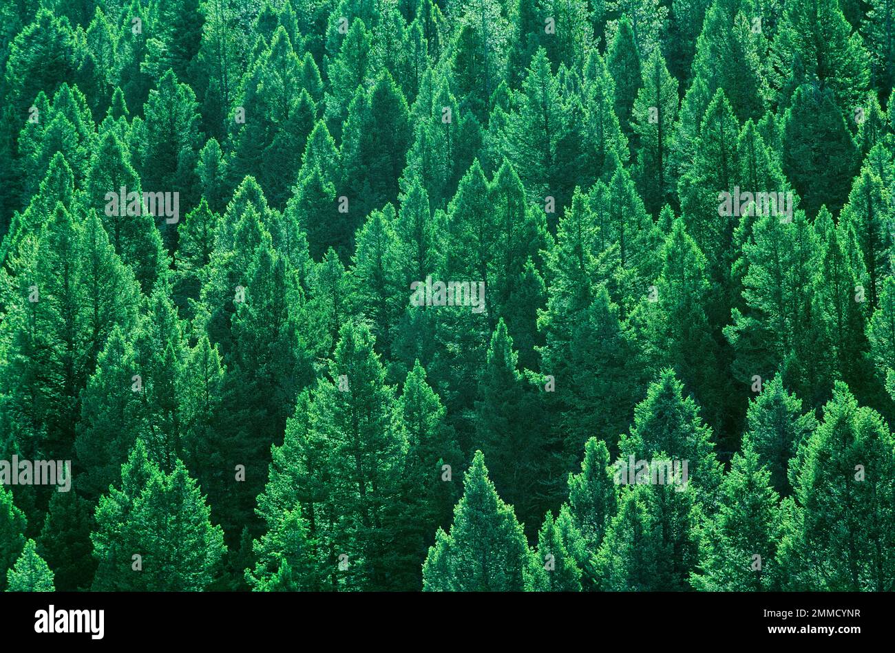 Evergreen trees hi-res stock photography and images - Alamy