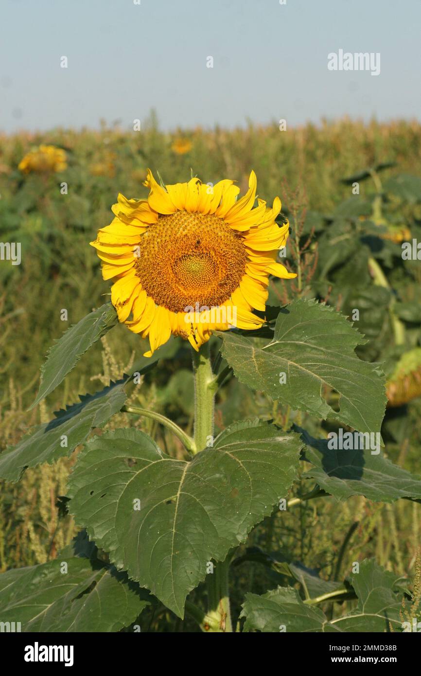 Sunflower in a field in Southern Missouri, USA. Heartland Farms Stock ...