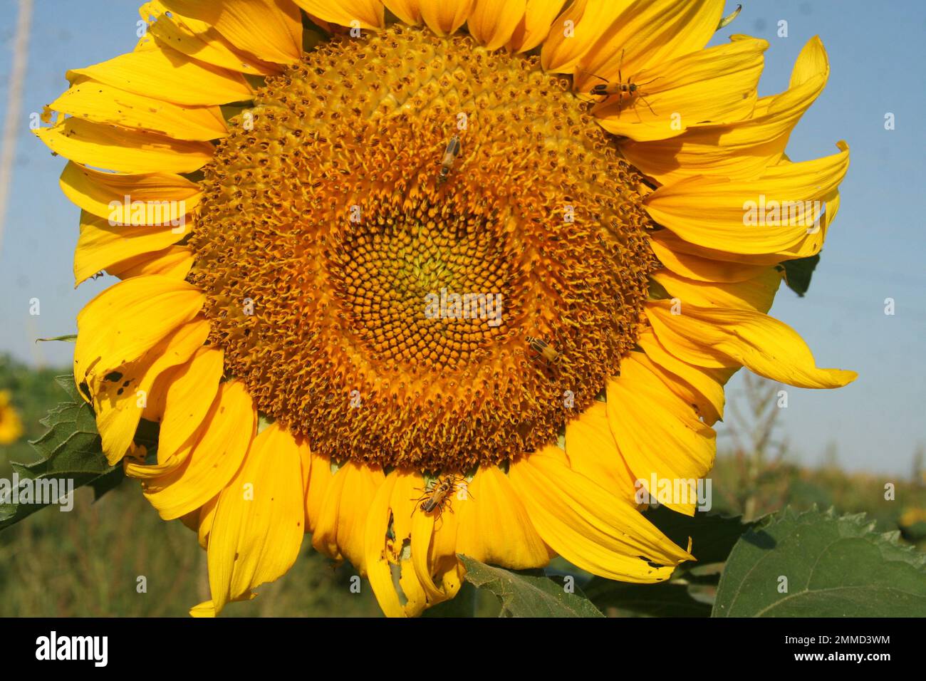 Sunflower in a field in Southern Missouri, USA. Heartland Farms Stock ...