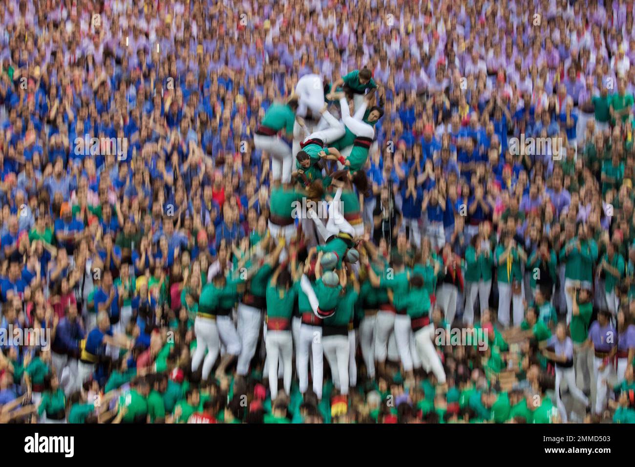 Members of the "Castellers de Sabadell" fall as they try to complete ...