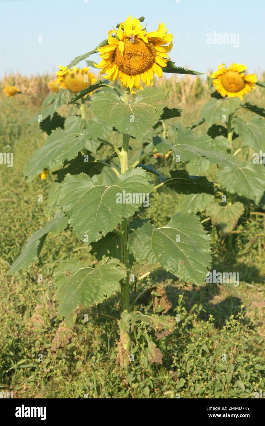 Sunflower in a field in Southern Missouri, USA. Heartland Farms Stock ...