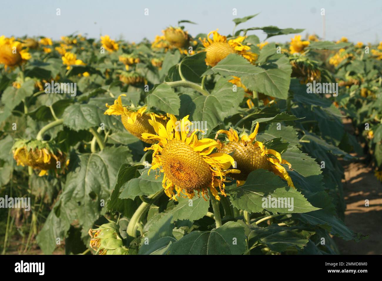 Sunflower in a field in Southern Missouri, USA. Heartland Farms Stock ...