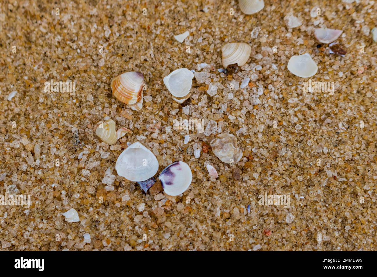 Beach sand shells hi-res stock photography and images - Alamy