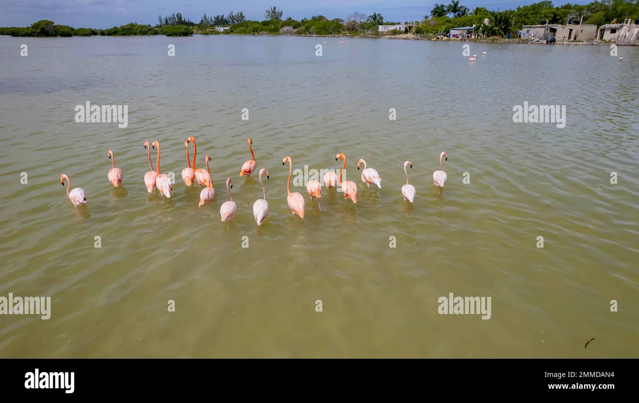 Celestun, Yucatan, Mexico. 18th Oct, 2022. Mexico. Celestun Biosphere ...
