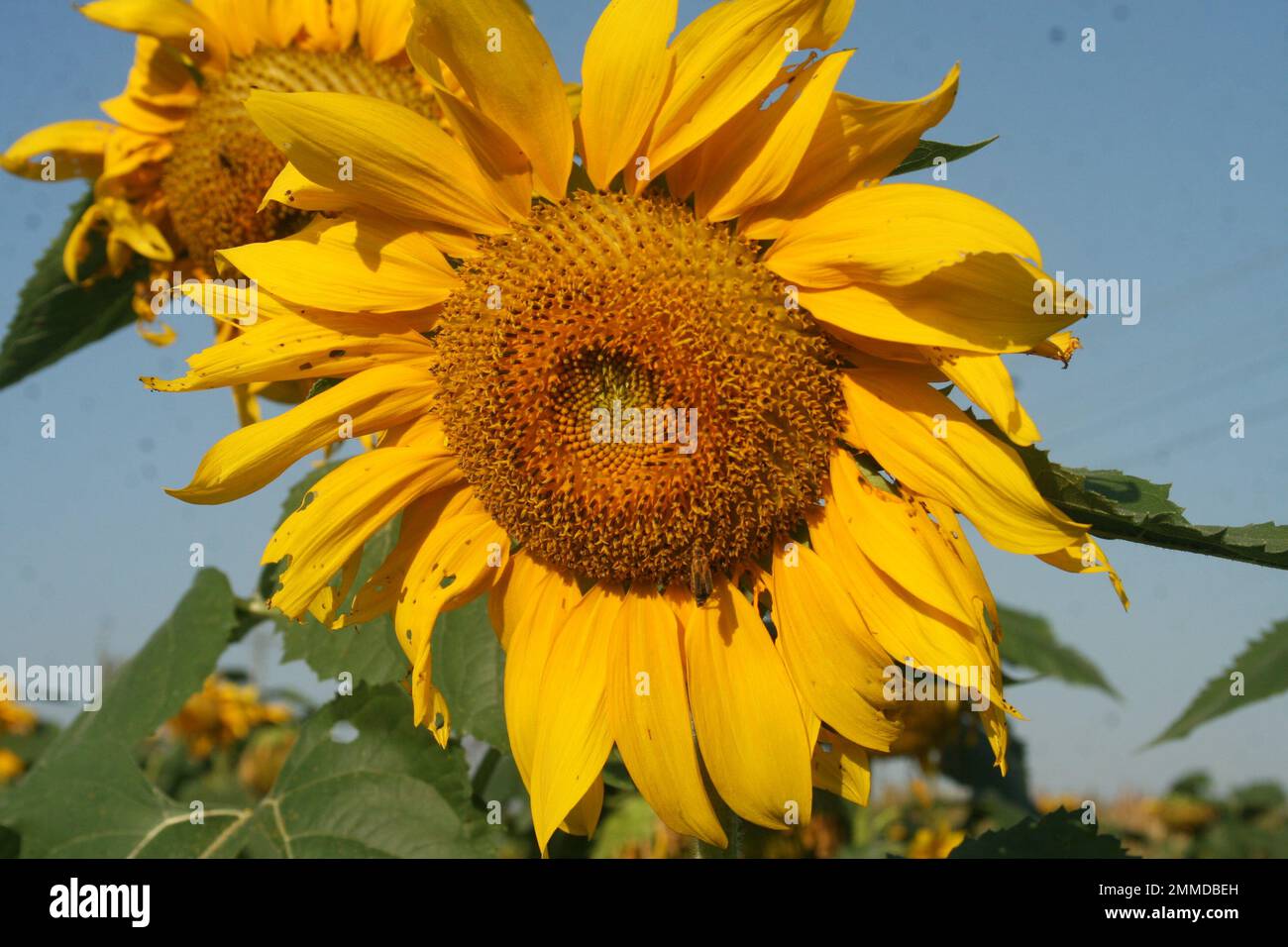 Sunflower in a field in Southern Missouri, USA. Heartland Farms Stock ...