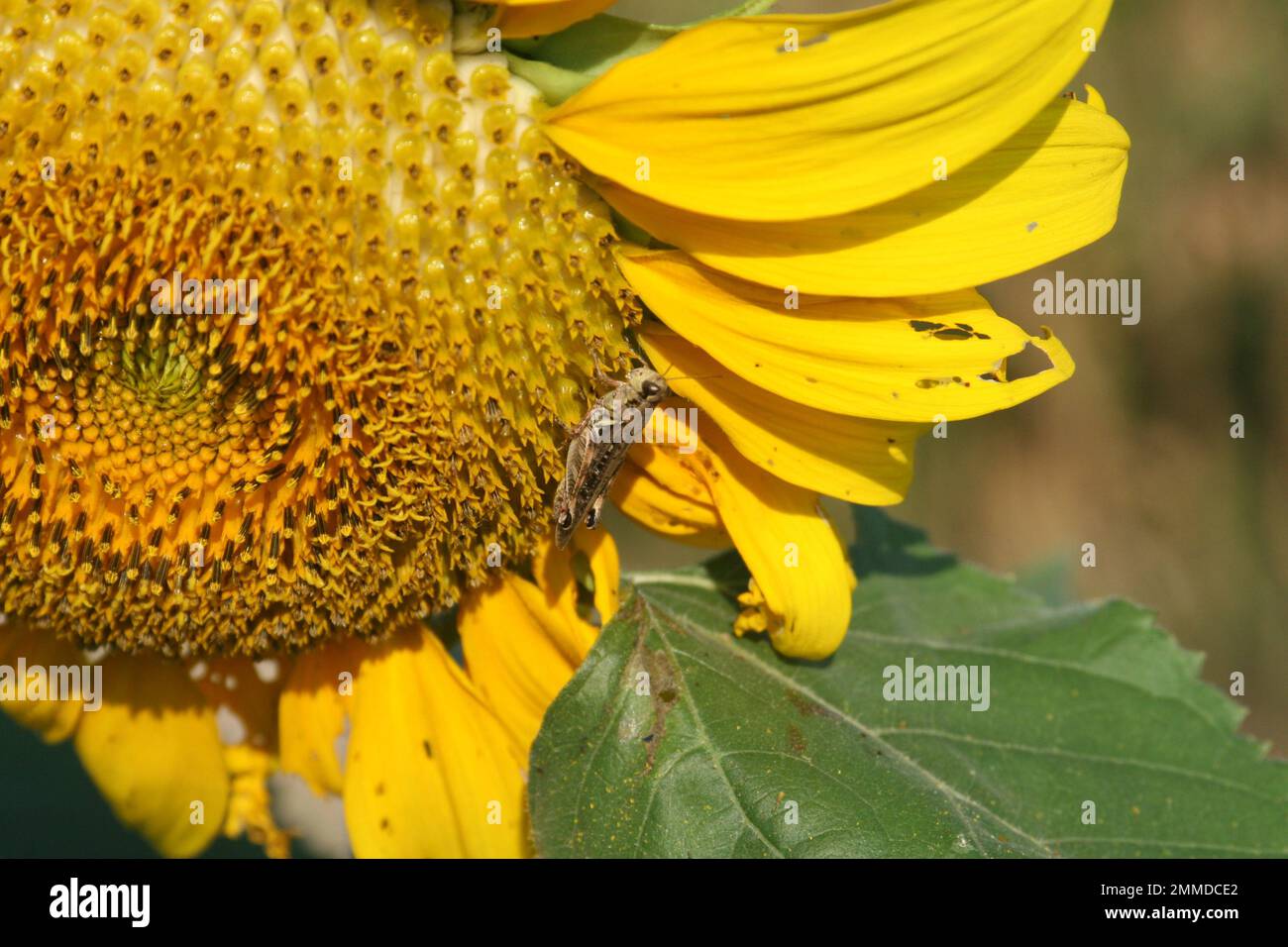 Sunflower in a field in Southern Missouri, USA. Heartland Farms Stock ...