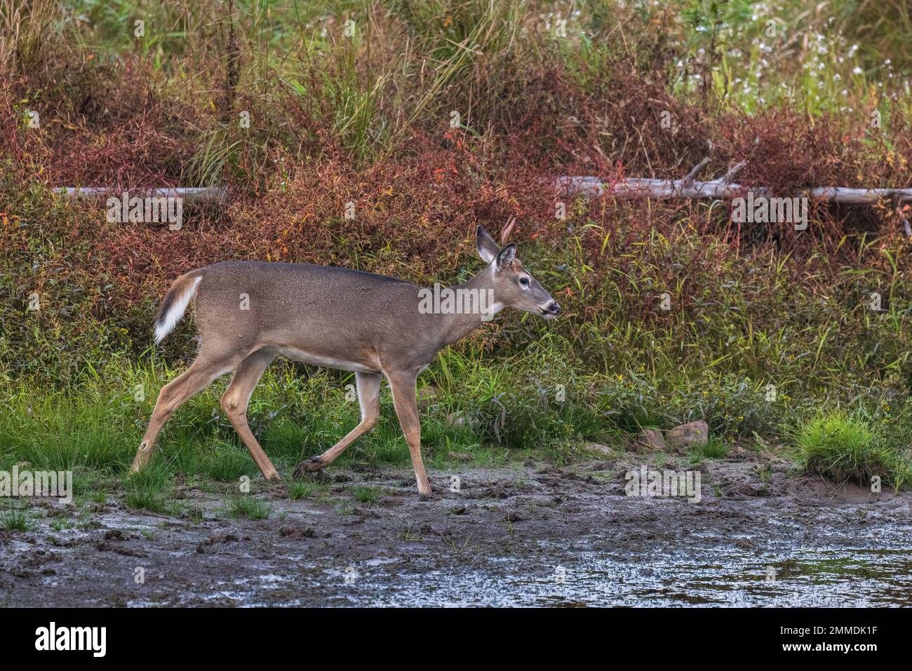 White-tailed buck walking a muddy shoreline in northern Wisconsin Stock ...
