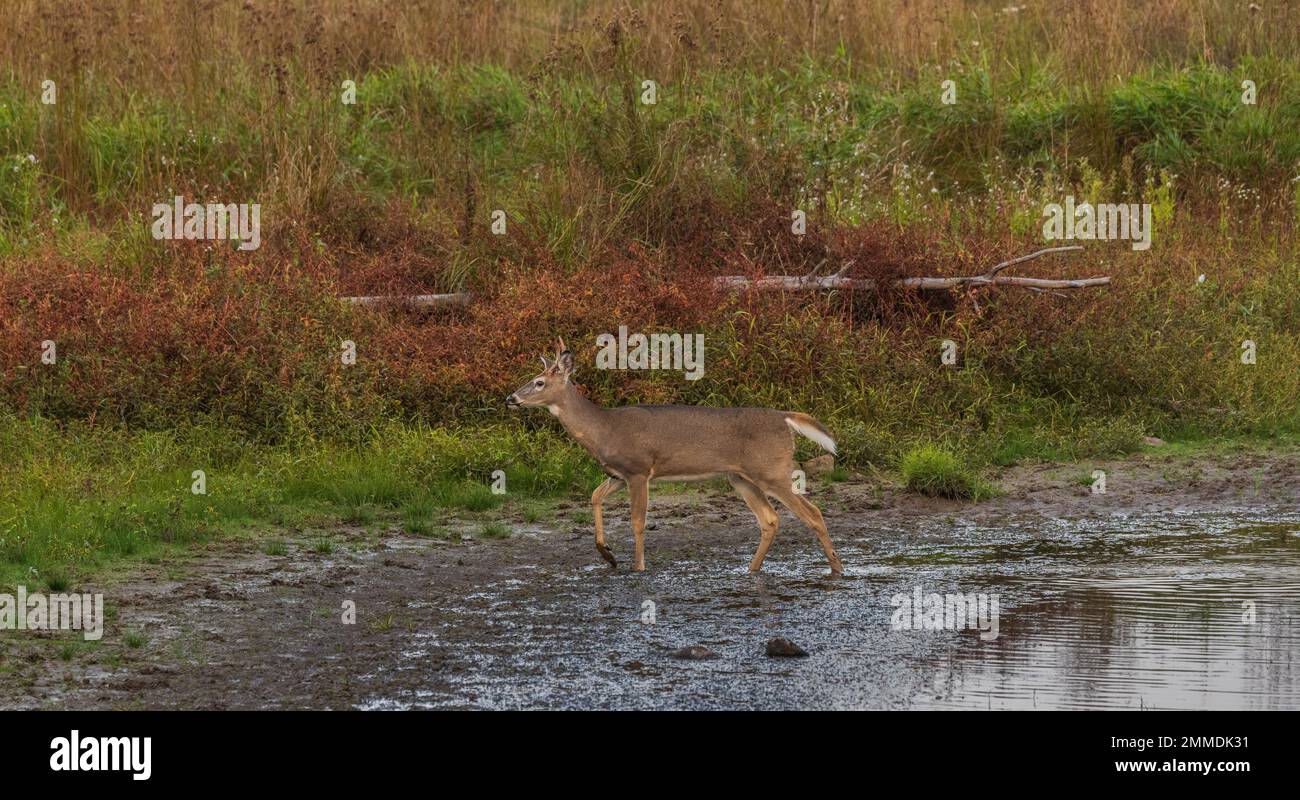 White-tailed buck walking a muddy shoreline in northern Wisconsin Stock ...