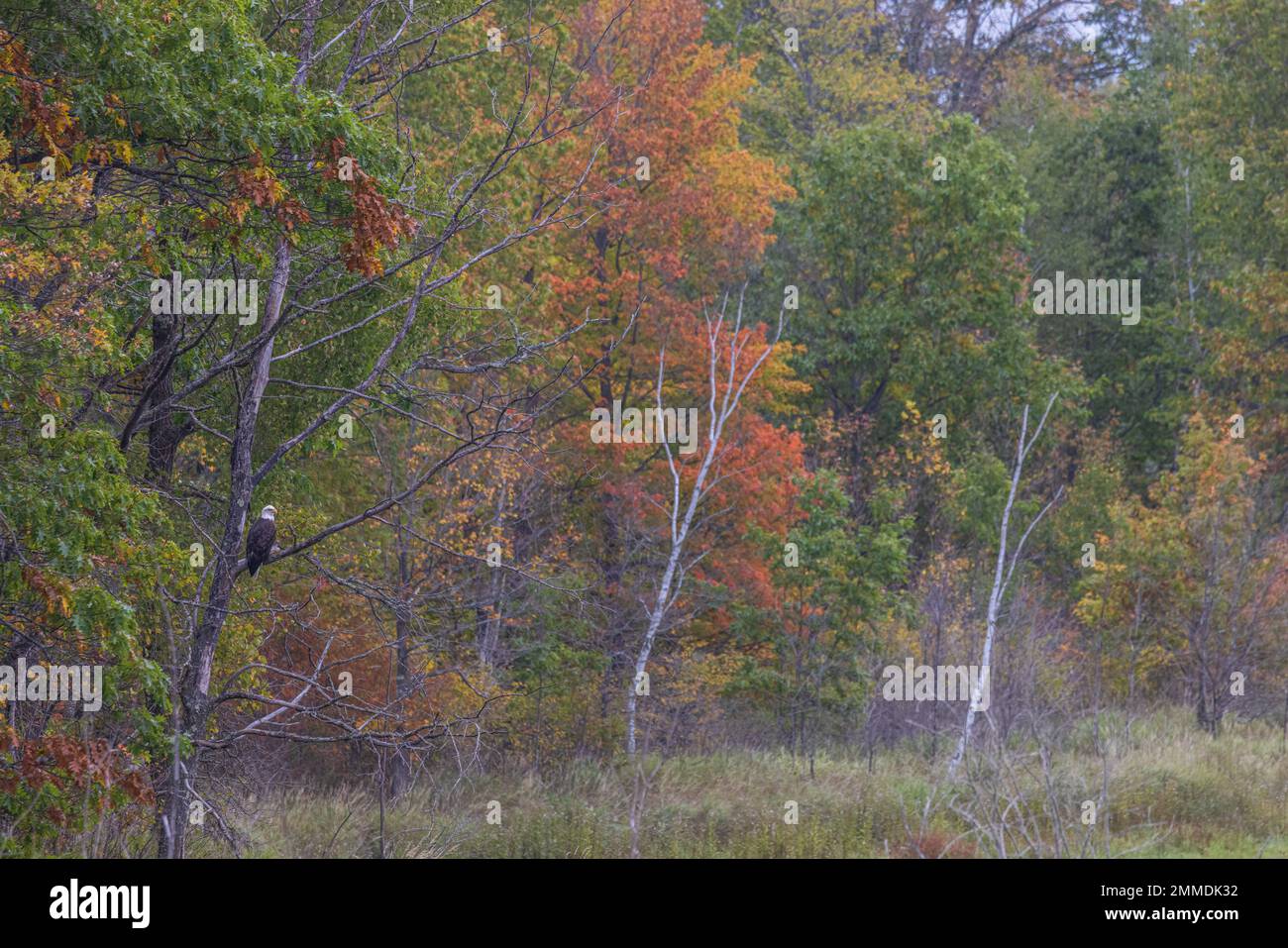 Bald eagle in northern Wisconsin Stock Photo - Alamy