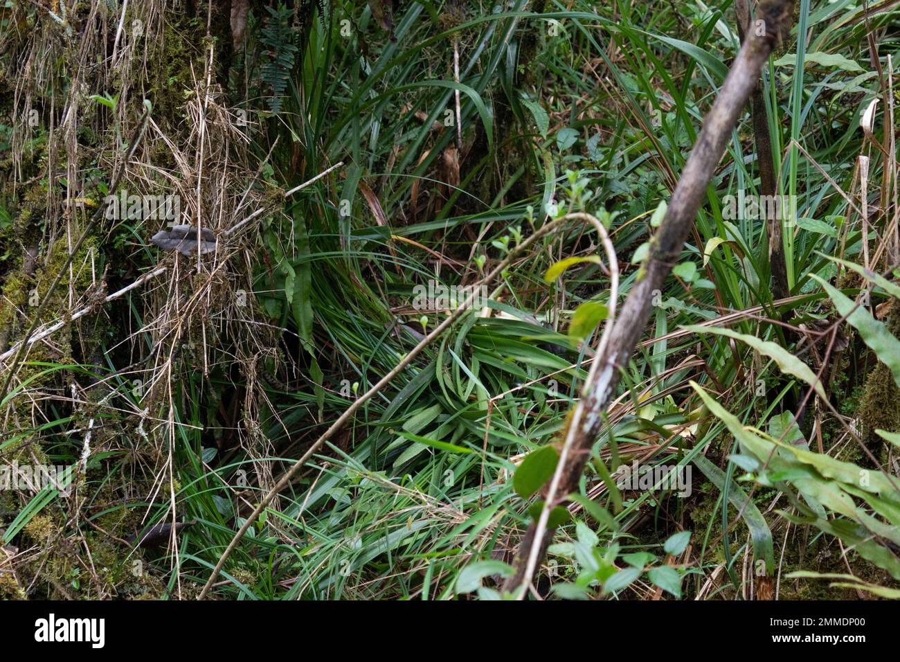 Andean bear chingaza hi-res stock photography and images - Alamy