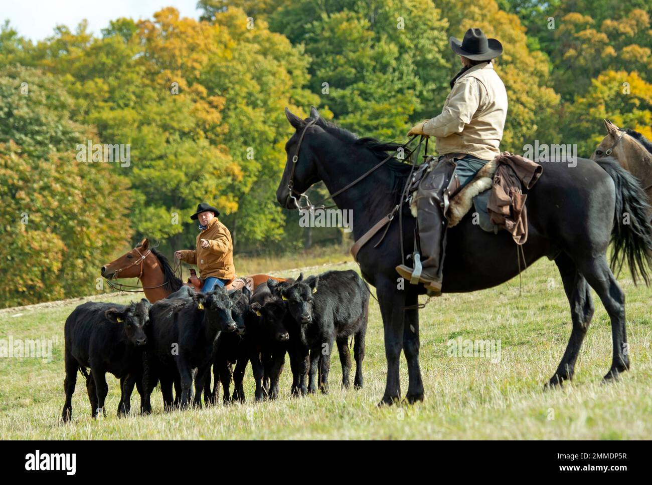Western riders drive their beasts during the return of the cattle from ...