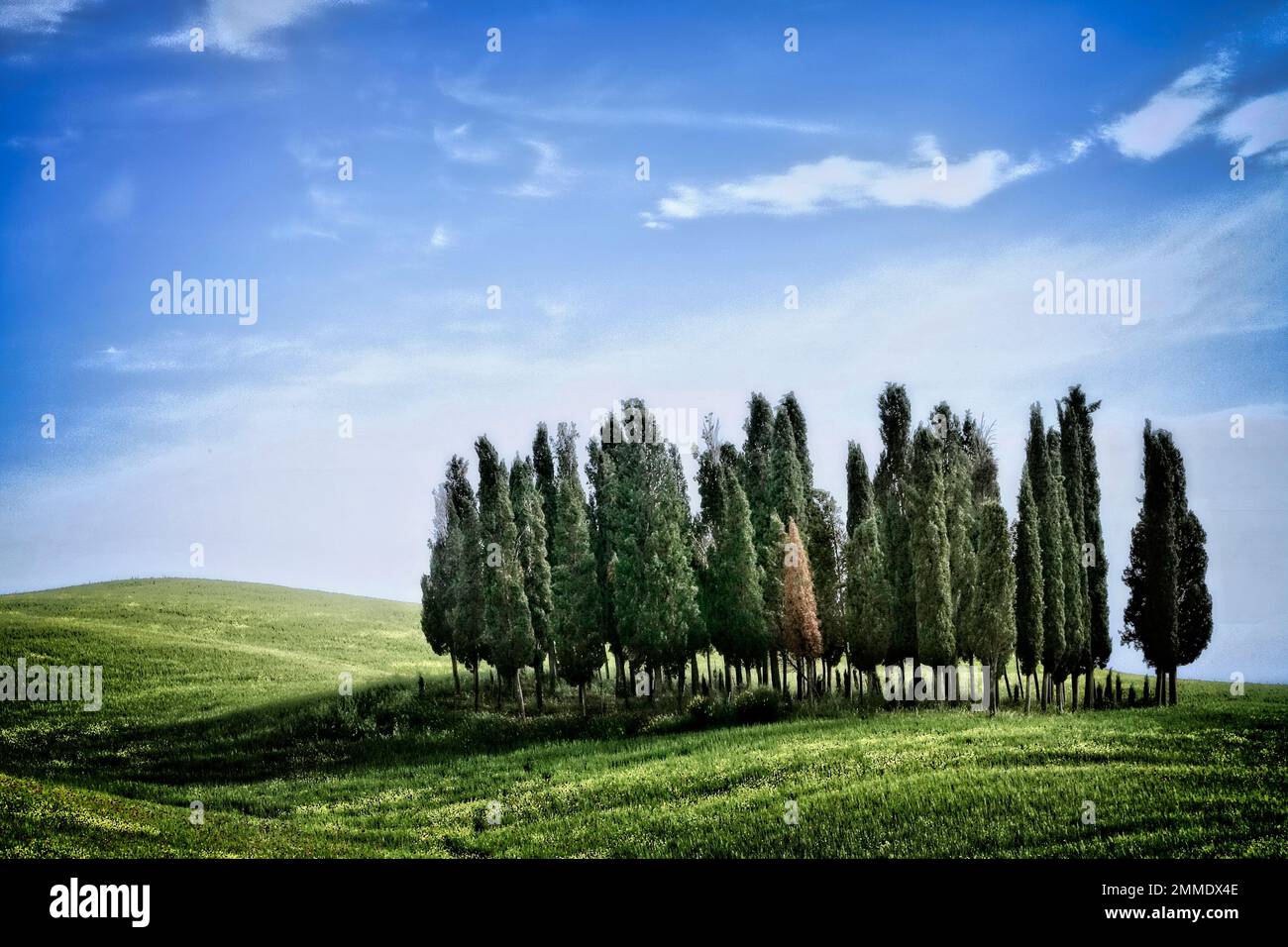 A group of cypress trees stand out in the Tuscan countryside Stock ...