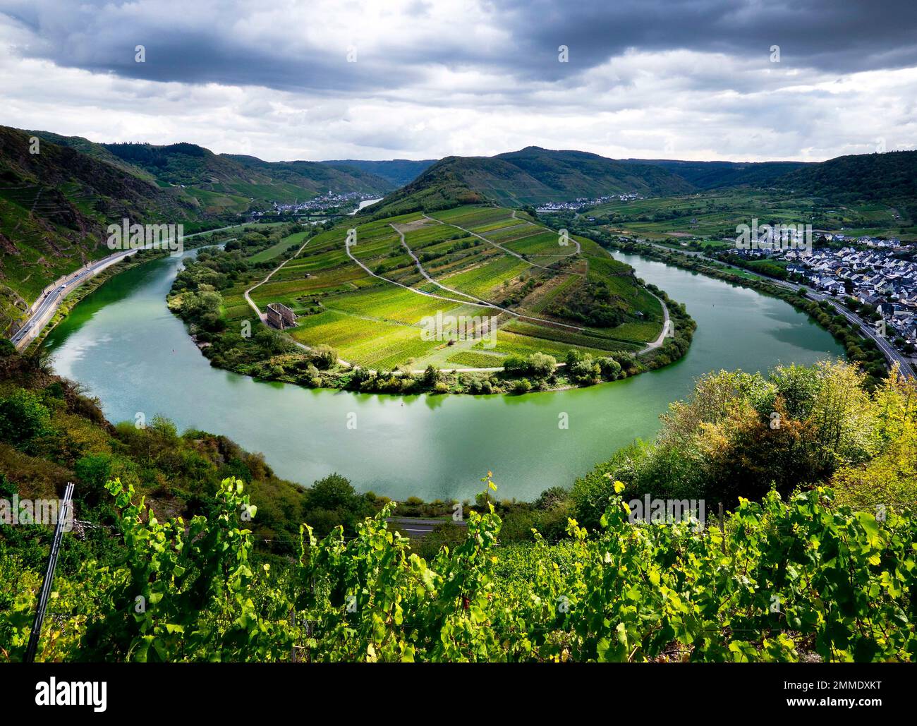 Vine of the Calmont vineyard stands over the Mosel loop in Bremm ...