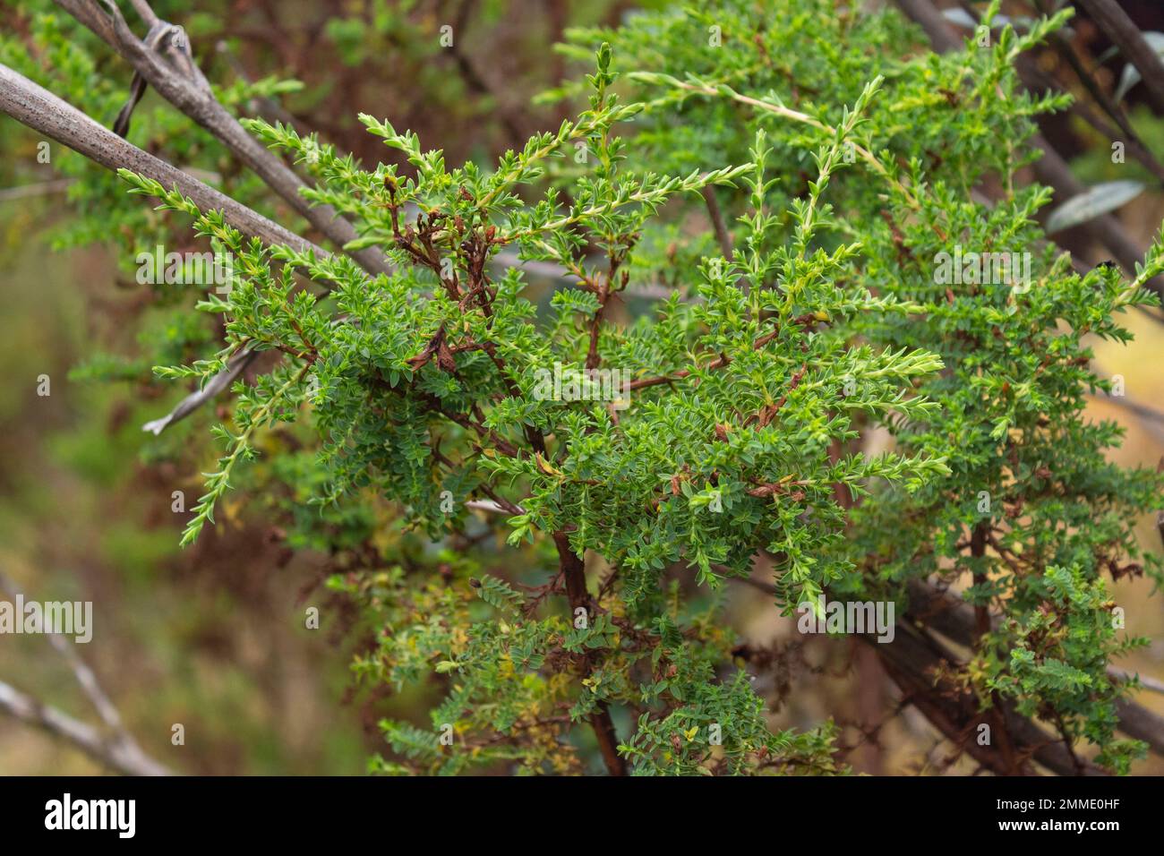 Closeup to a wild green small tree leaves at paramo ecosystem Stock ...