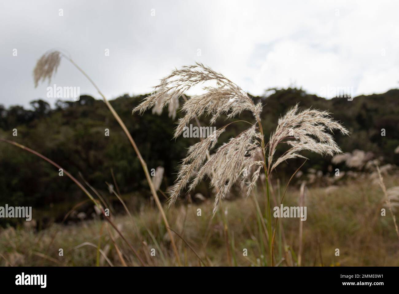 Closeup to a wild Wheat spike with blurred colombian rainforest at ...