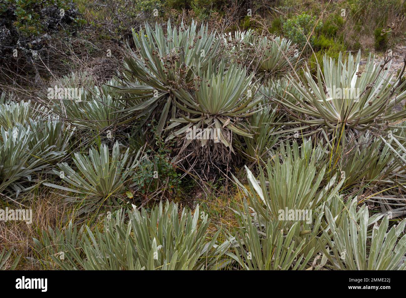 Súper páramo hi-res stock photography and images - Alamy